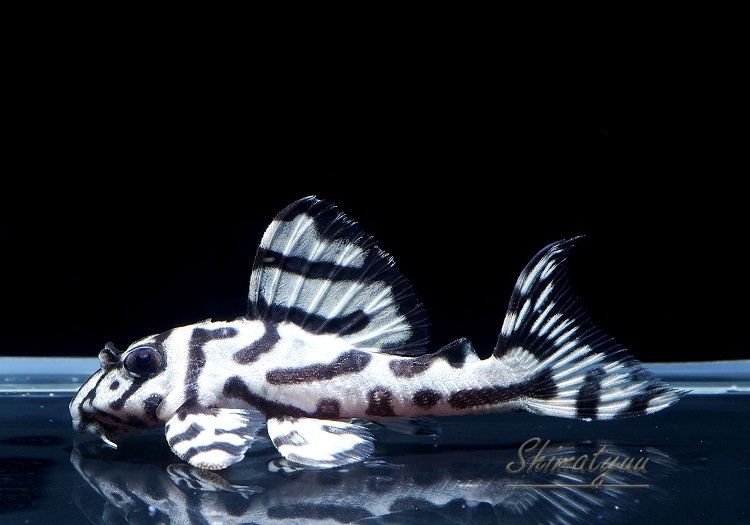 一点物 L236 リアル・メガクラウンゼブラ スーパーホワイト No.08 | プレコ,キングロイヤル系,Breed,L236系統 Breed ...