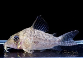 一点物 CW155 Co アンチェスター 無斑タイプ “ジャカレアカンガ” No.03 | すべての商品 | AQUA-F東京店通販ショップ