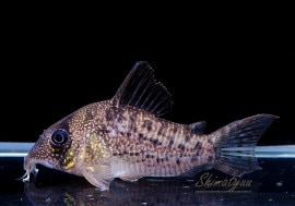 一点物 CW155 Co アンチェスター 無斑タイプ “ジャカレアカンガ” No.08 | すべての商品 | AQUA-F東京店通販ショップ