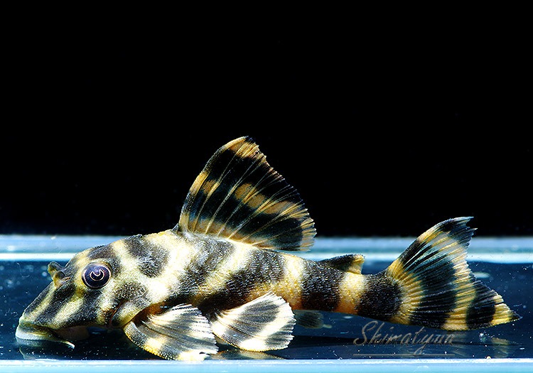 L477 ロイヤルマルガタイガー “ヤムンダ” 3匹 | プレコ,ペコルティア・タイガー系 | AQUA-F東京店通販ショップ