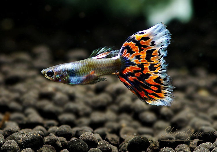 【国産グッピー】 プラチナモザイク 3Pr | 国産グッピー,モザイク系 | AQUA-F東京店通販ショップ