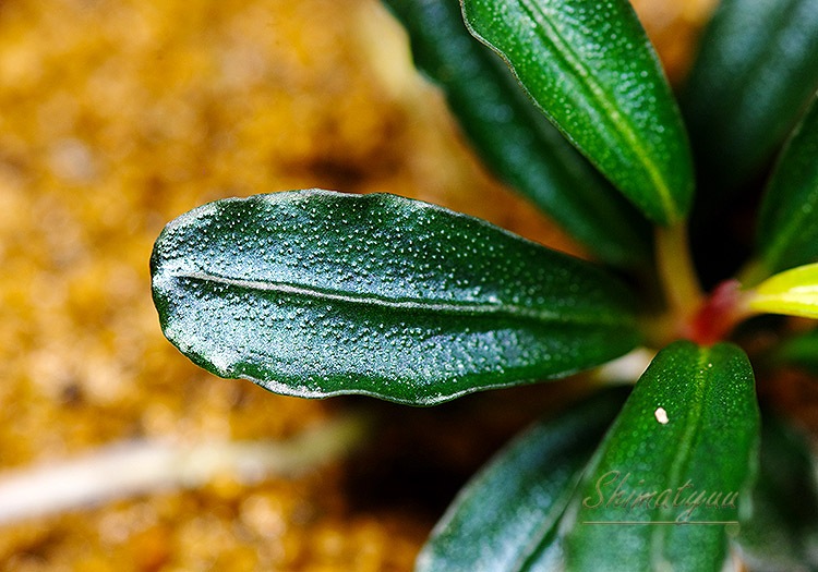 一点物 Bucephalandra sp. Penelope 2020.10 No.34 | 水草・観葉植物 | AQUA-F東京店通販ショップ