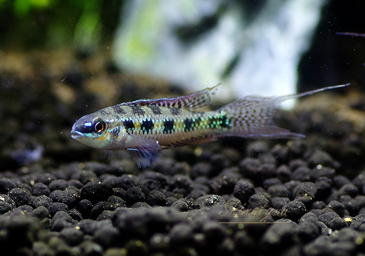 チェッカーボードシクリッド (LL) WILD “コロンビア” 3Pr | アピストグラマ ,ドワーフシクリッド | AQUA-F東京店通販ショップ