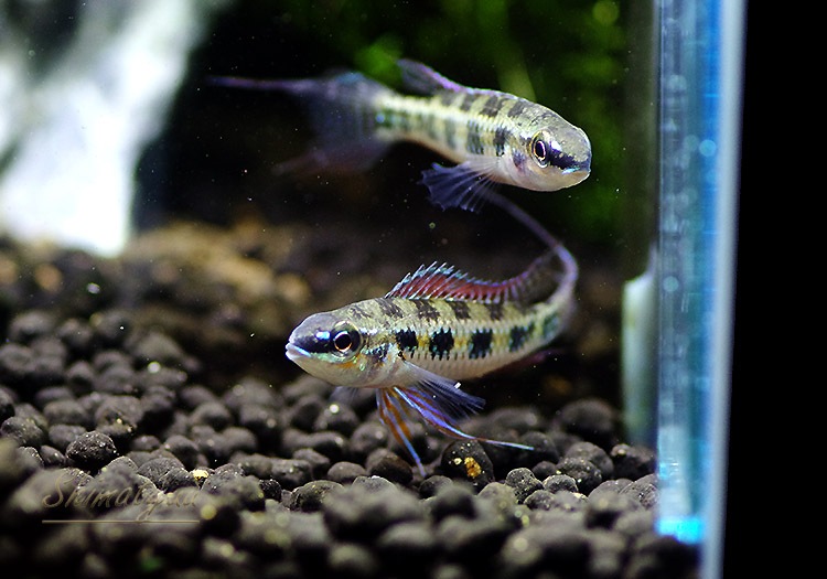 チェッカーボードシクリッド (LL) WILD “コロンビア” 3Pr | アピストグラマ ,ドワーフシクリッド | AQUA-F東京店通販ショップ