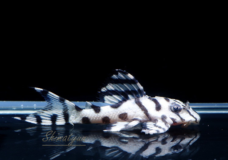 一点物 L236 リアル・メガクラウンゼブラ スーパーホワイト No.02 | プレコ,キングロイヤル系,Breed,L236系統 Breed ...