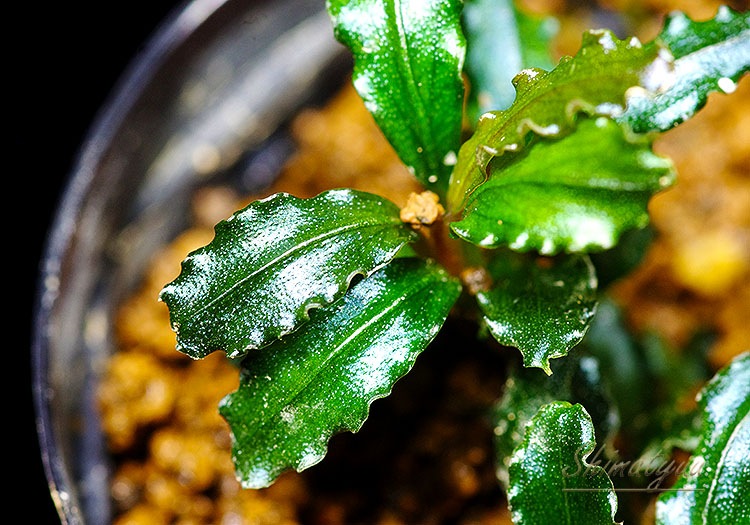 一点物 Bucephalandra sp. Mini Phantom Ⅱ 2020.10 No.39 | 水草・観葉植物 | AQUA-F東京 ...