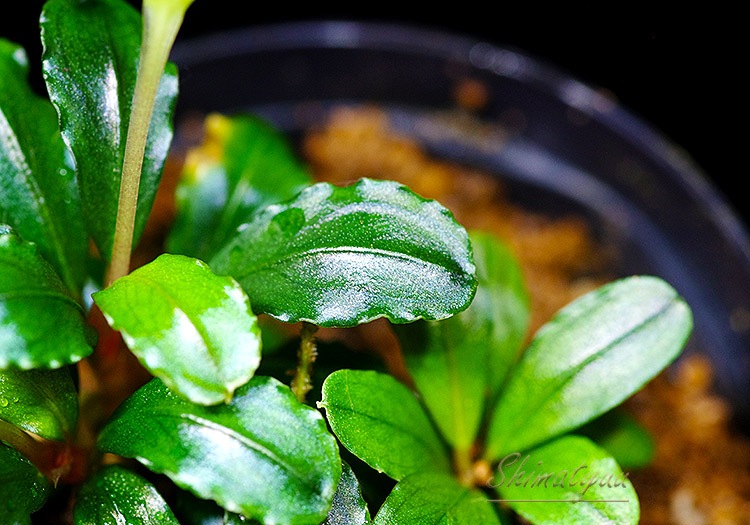 一点物 Bucephalandra sp. Mini Phantom 大株 2020.10 No.42 | 水草・観葉植物 | AQUA-F ...