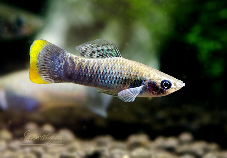 【熱帯魚】 ポエキリア メキシカーナ 3Pr | 熱帯魚,メダカ類,卵胎生メダカ | AQUA-F東京店通販ショップ