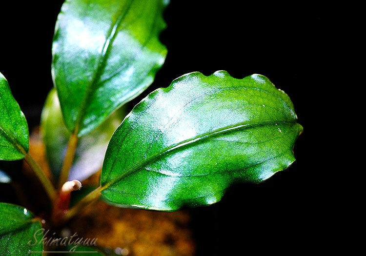 一点物 Bucephalandra sp. Blue Purple 大株 2020.7 No.43 | 水草・観葉植物 | AQUA-F東京店 ...