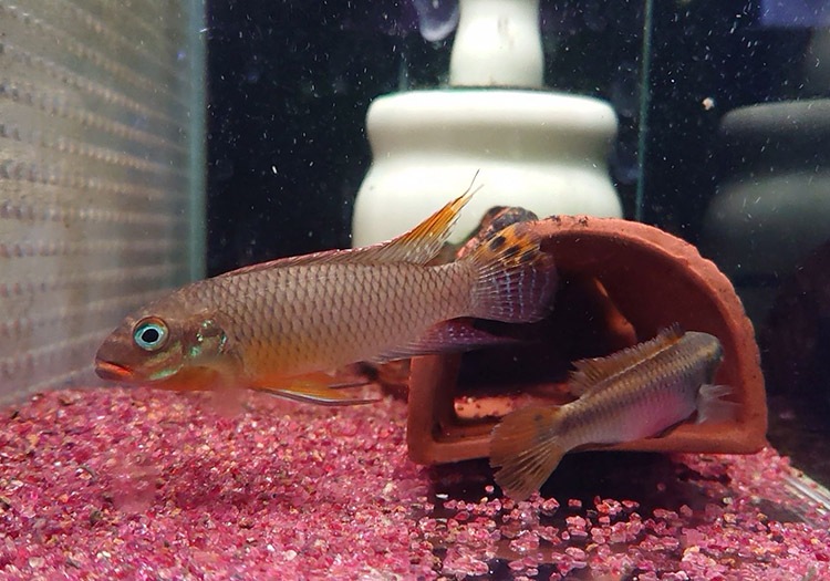 限定特価!! ペルビカクロミス3種セット価格 WILD 3Pr | アピストグラマ ,ドワーフシクリッド | AQUA-F東京店通販ショップ