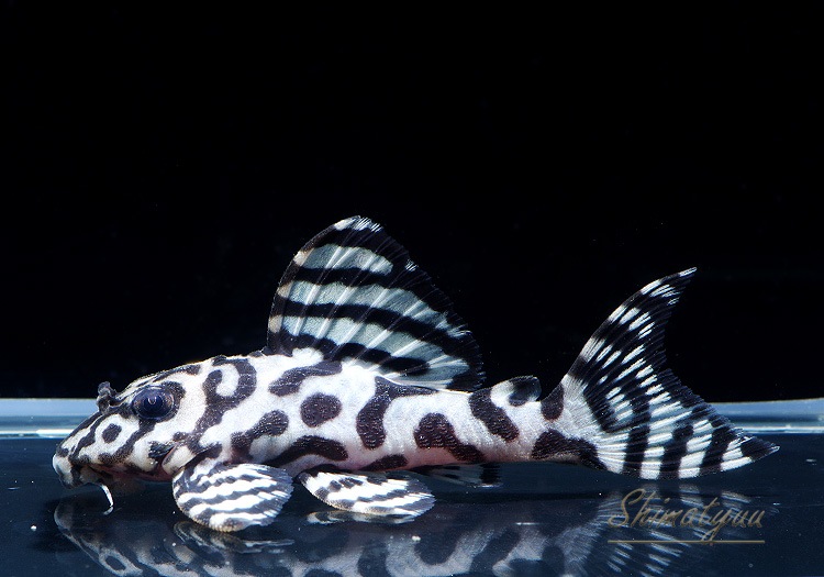 一点物 L236 リアル・メガクラウンゼブラ スーパーホワイト No.09 | プレコ,キングロイヤル系,Breed,L236系統 Breed ...