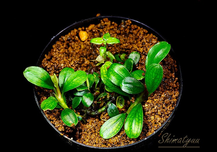 一点物 Bucephalandra sp. Mini Purple 大株 2020.10 No.55 | 水草・観葉植物 | AQUA-F東京 ...