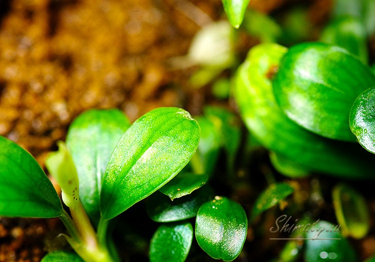 一点物 Bucephalandra sp. Mini Purple 大株 2020.10 No.55 | 水草・観葉植物 | AQUA-F東京 ...
