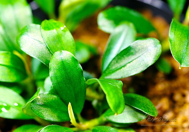 一点物 Bucephalandra sp. Mini Purple 大株 2020.10 No.56 | 水草・観葉植物 | AQUA-F東京 ...