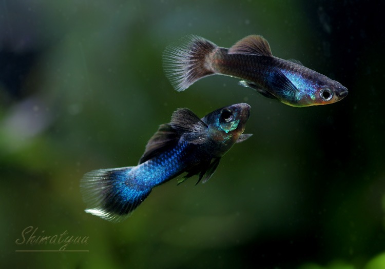 【国産グッピー】 モスコーパンダ 3Pr | 国産グッピー,ノーマル品種 | AQUA-F東京店通販ショップ