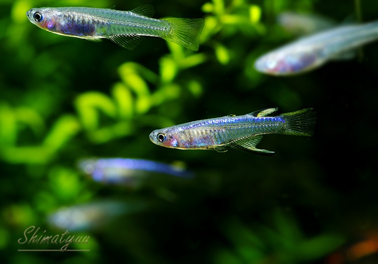 【熱帯魚】 シュードムギル・シアノドルサリス 3Pr | すべての商品 | AQUA-F東京店通販ショップ