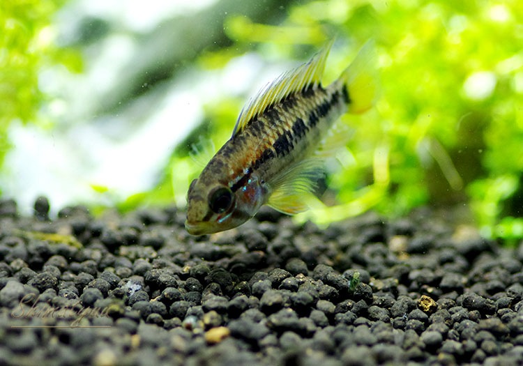 Ap マクマステリー WILD “コロンビア便” 1Pr | すべての商品 | AQUA-F東京店通販ショップ