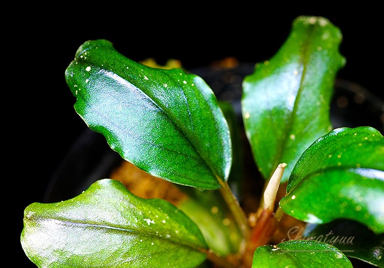 一点物 Bucephalandra sp. Blue Purple 大株 2020.7 No.58 | 水草・観葉植物 | AQUA-F東京店 ...