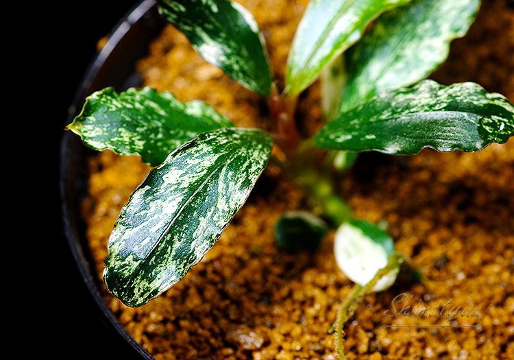 一点物 Bucephalandra sp. White Variegated 2020.10 No.61 | 水草・観葉植物 | AQUA-F ...