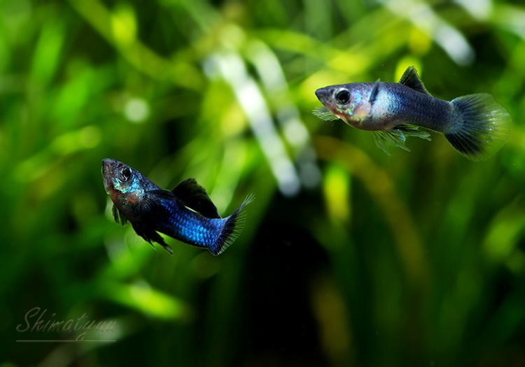 【国産グッピー】 モスコーパンダ 3Pr | 国産グッピー,ノーマル品種 | AQUA-F東京店通販ショップ