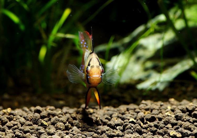 国産 ドイツラム 3Pr | アピストグラマ ,ドワーフシクリッド | AQUA-F東京店通販ショップ