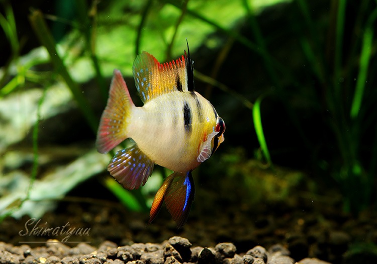 国産 ドイツラム 3Pr | アピストグラマ ,ドワーフシクリッド | AQUA-F東京店通販ショップ