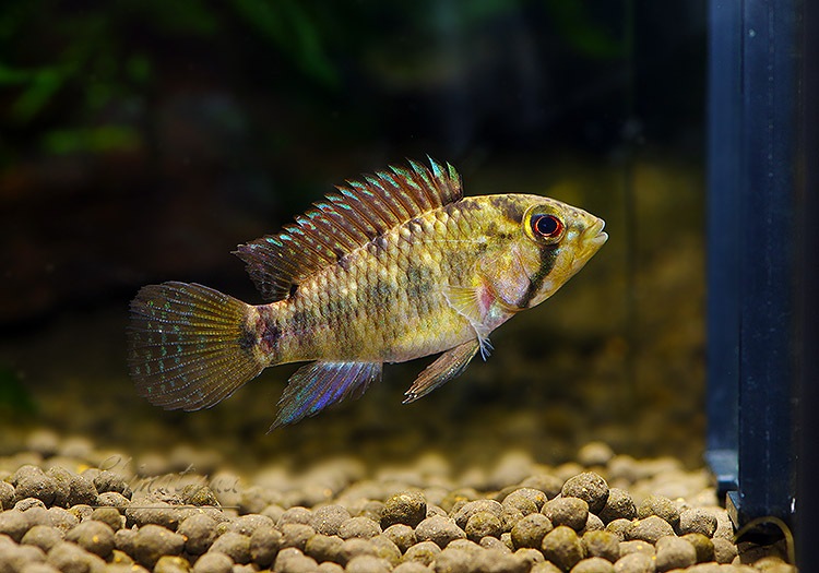 Ap.sp.D63 WILD 1Pr | アピストグラマ ,アピストグラマ Wild | AQUA-F東京店通販ショップ