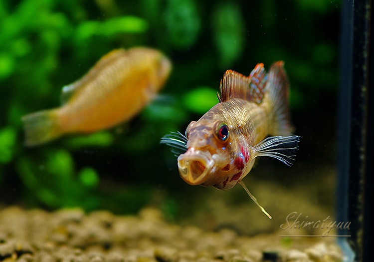 一点物 Ap.sp.Manguari (sp.マングアリ) “リオ ジャプラ” WILD 1Pr 最後の1Pr | アピストグラマ ...