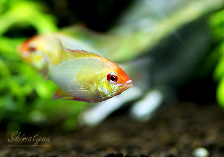 国産 ゴールデン ドイツラム （L） 3Pr | アピストグラマ ,ドワーフシクリッド | AQUA-F東京店通販ショップ