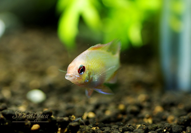 国産 ゴールデン ドイツラム （L） 3Pr | アピストグラマ ,ドワーフシクリッド | AQUA-F東京店通販ショップ