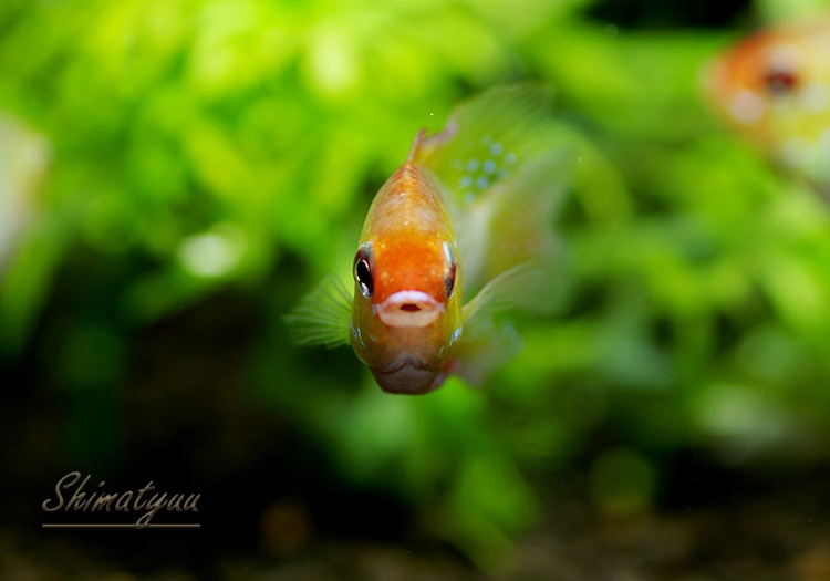 国産 ゴールデン ドイツラム （L） 3Pr | アピストグラマ ,ドワーフシクリッド | AQUA-F東京店通販ショップ