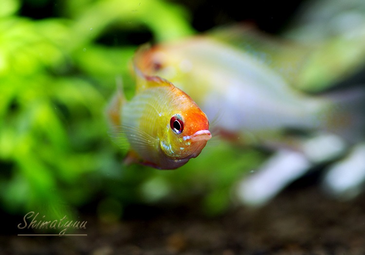 国産 ゴールデン ドイツラム （L） 3Pr | アピストグラマ ,ドワーフシクリッド | AQUA-F東京店通販ショップ