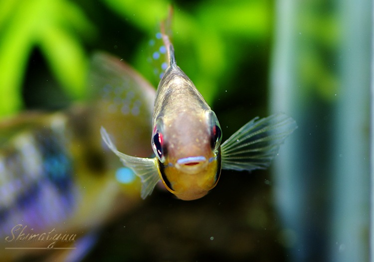 パピリオクロミス・ラミレジィ WILD “コロンビア” 3Pr | アピストグラマ ,ドワーフシクリッド | AQUA-F東京店通販ショップ