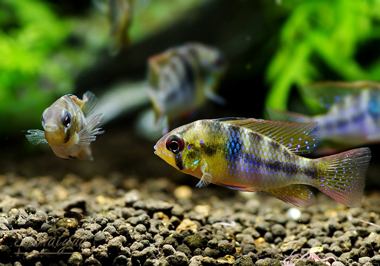 パピリオクロミス・ラミレジィ WILD “コロンビア” 3Pr | アピストグラマ ,ドワーフシクリッド | AQUA-F東京店通販ショップ