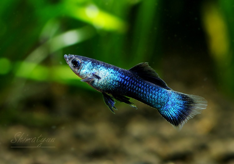 【国産グッピー】 モスコーパンダ 3Pr | 国産グッピー,ノーマル品種 | AQUA-F東京店通販ショップ