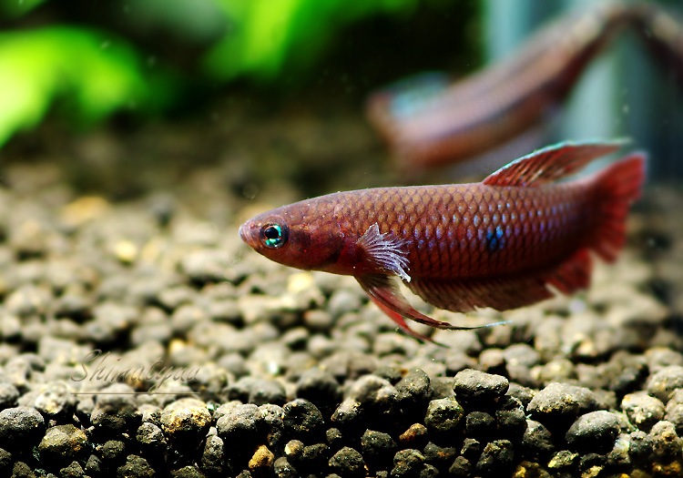 【熱帯魚】 ワイルド ベタ コッキーナ 3Pr | 熱帯魚,ベタ・グラミー | AQUA-F東京店通販ショップ