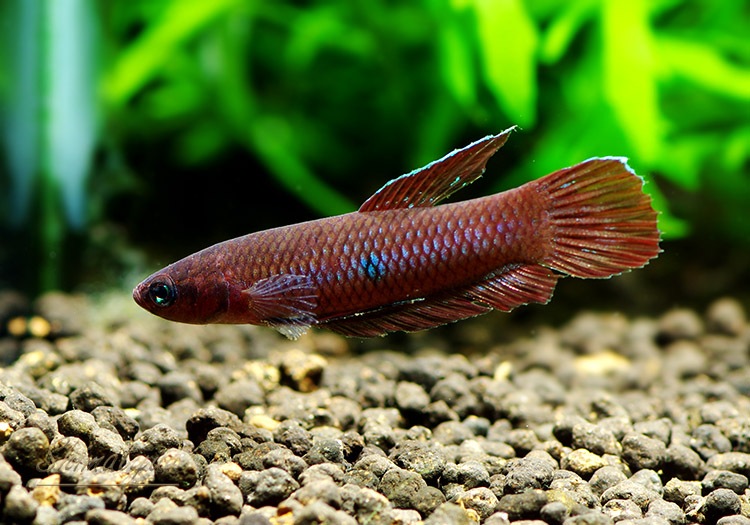 【熱帯魚】 ワイルド ベタ コッキーナ 3Pr | 熱帯魚,ベタ・グラミー | AQUA-F東京店通販ショップ