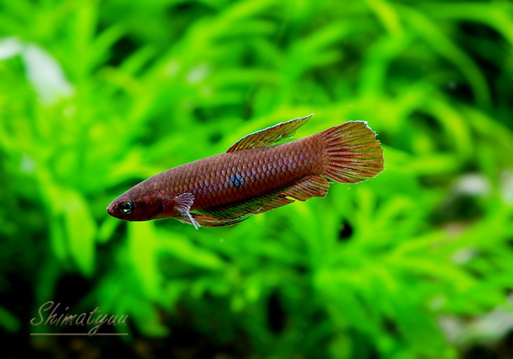 【熱帯魚】 ワイルド ベタ コッキーナ 3Pr | 熱帯魚,ベタ・グラミー | AQUA-F東京店通販ショップ