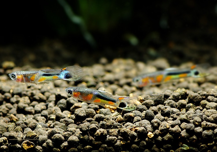 【熱帯魚】 エンドラーズ campoma No25 3Pr | 熱帯魚,メダカ類,卵胎生メダカ | AQUA-F東京店通販ショップ