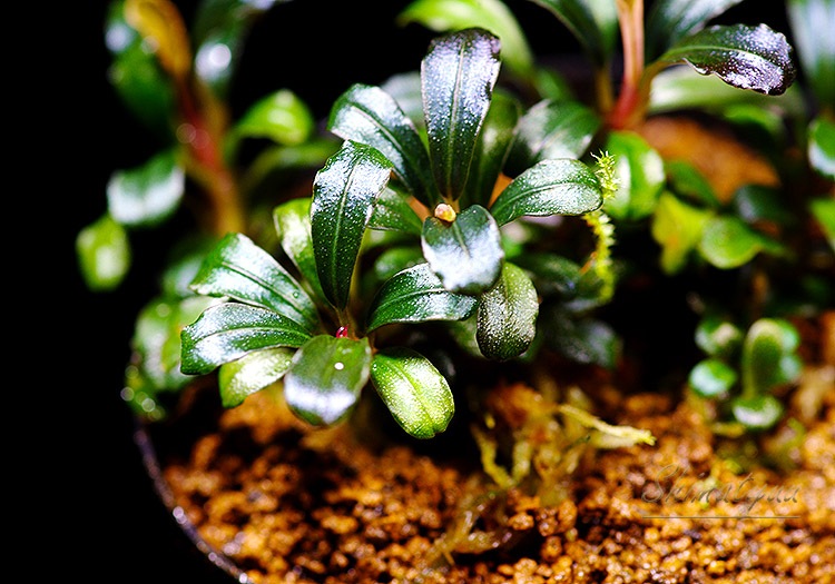 一点物 Bucephalandra sp.Mini phantom 2020.10 No.02 | 水草・観葉植物 | AQUA-F東京店通販ショップ