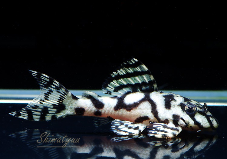 一点物 L236リアル・メガクラウン×L236リアル・メガクラウン ブラコ氏ブリード No.05 | プレコ,キングロイヤル系,Japan ...