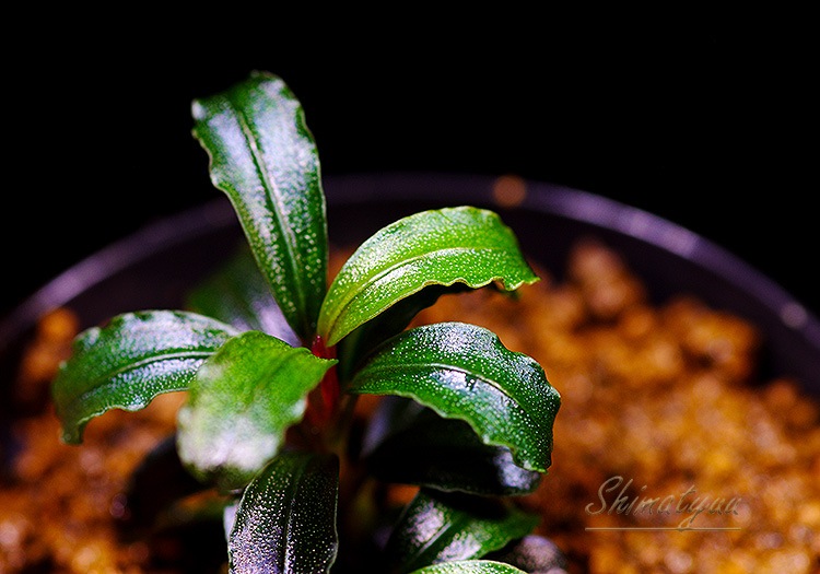 一点物 Bucephalandra sp. Penelope 2020.10 No.11 | 水草・観葉植物 | AQUA-F東京店通販ショップ