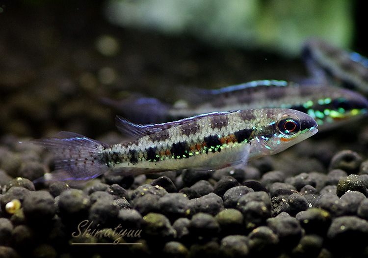 チェッカーボードシクリッド (ML) WILD “バルセロス” 3Pr | アピストグラマ ,ドワーフシクリッド | AQUA-F東京店通販ショップ