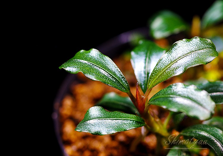一点物 Bucephalandra sp. Mini Phantom 2020.10 No.12 | 水草・観葉植物 | AQUA-F東京店 ...
