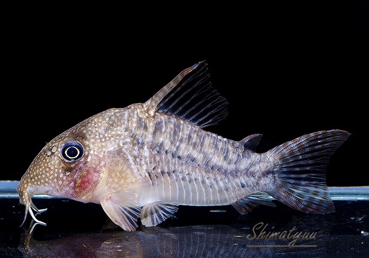 一点物 CW155 Co アンチェスター 無斑タイプ “ジャカレアカンガ” No.03 | すべての商品 | AQUA-F東京店通販ショップ