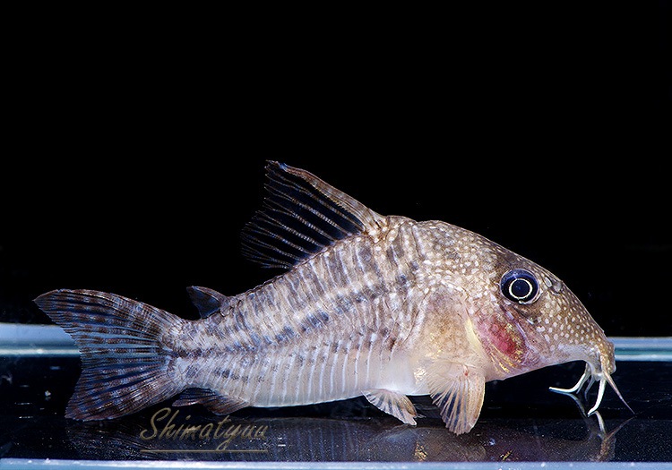 一点物 CW155 Co アンチェスター 無斑タイプ “ジャカレアカンガ” No.03 | すべての商品 | AQUA-F東京店通販ショップ