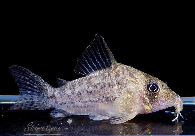 一点物 CW155 Co アンチェスター 無斑タイプ “ジャカレアカンガ” No.04 | すべての商品 | AQUA-F東京店通販ショップ