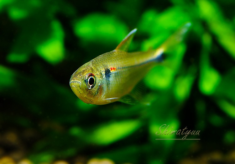 【熱帯魚】 ハイフェソブリコン.sp. サンラモンレッドスポット “San Ramon R醇^o Perene” WILD 1匹 | 熱帯魚 ...