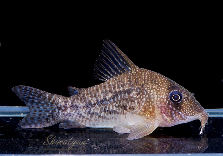 一点物 CW155 Co アンチェスター 無斑タイプ “ジャカレアカンガ” No.06 | すべての商品 | AQUA-F東京店通販ショップ