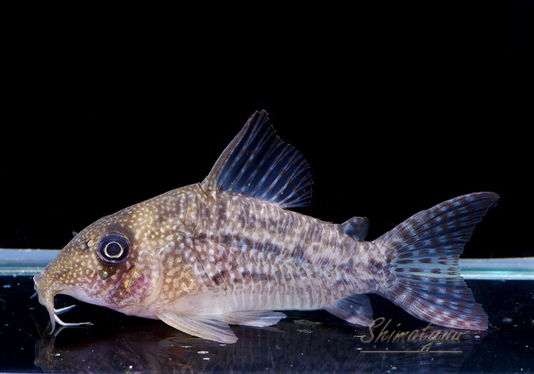 一点物 CW155 Co アンチェスター 無斑タイプ “ジャカレアカンガ” No.08 | すべての商品 | AQUA-F東京店通販ショップ